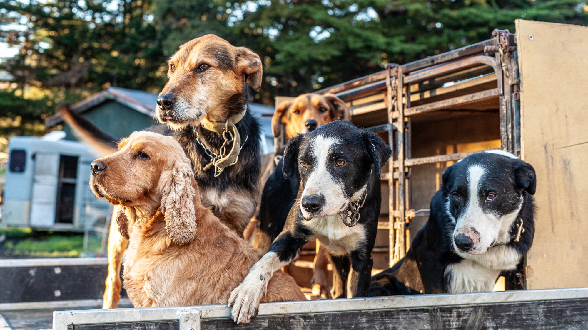 Kelvin - The Thermokennel